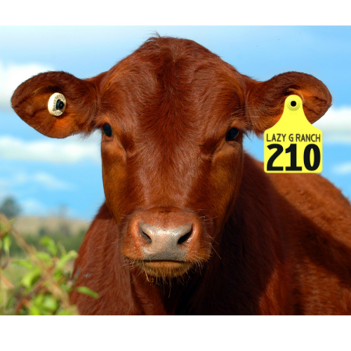 Allflex Tag Types & Customization – LivestockTags.com