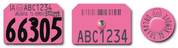 Allflex USDA Integra Hog Male Layout 1 - Yellow – LivestockTags.com